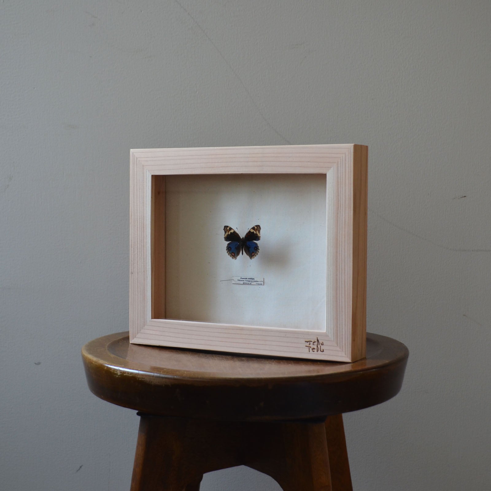 tehu tehu " Specimen box M " B – specimenroom