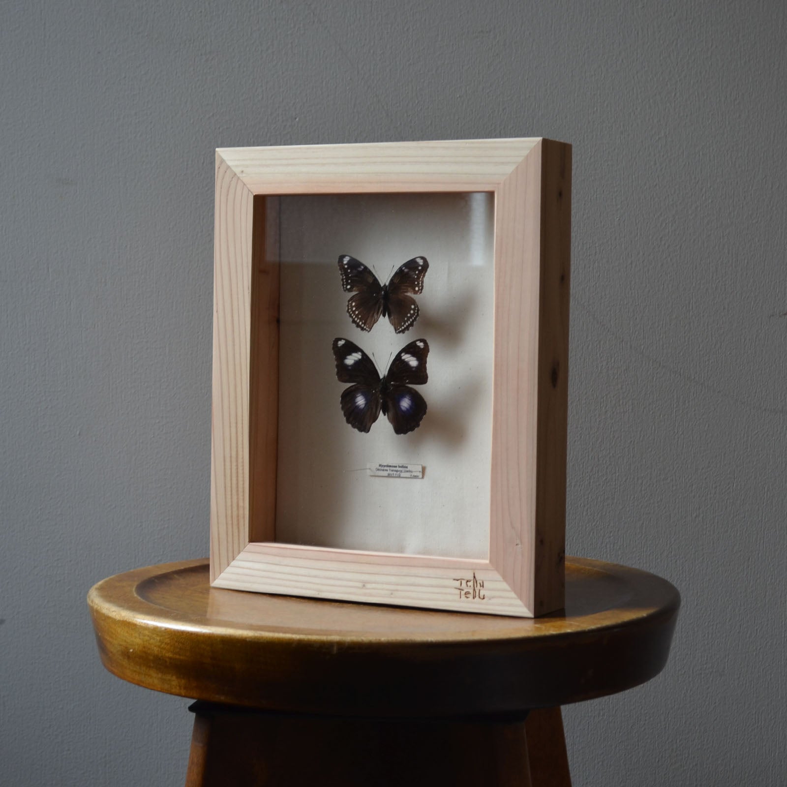 tehu tehu " Specimen box M " A – specimenroom